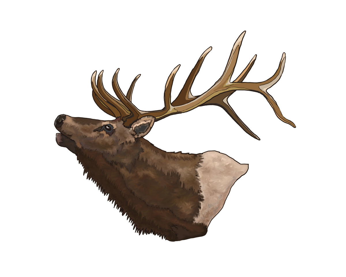 #6.67 Bull Elk Bugling Sticker – TroutMountainWorks