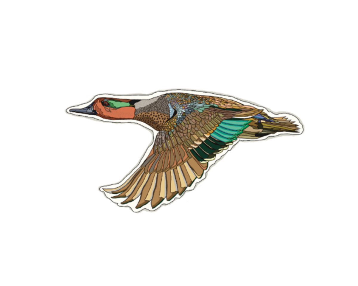#6.45 Green Winged Teal Duck Sticker – TroutMountainWorks