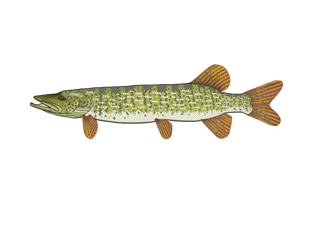#3.8 Pike Northern Pike Fish Sticker – TroutMountainWorks