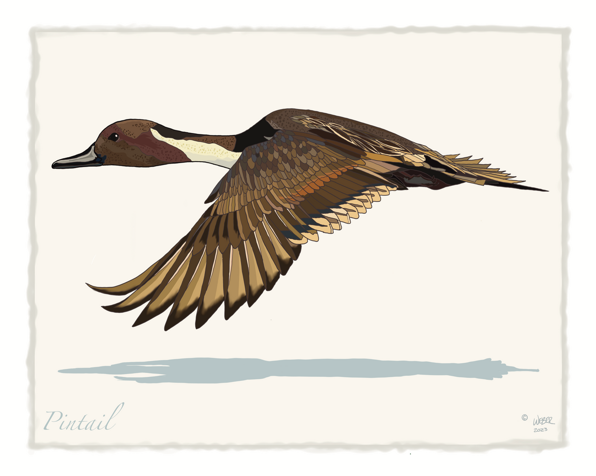 Pintail Duck Print – TroutMountainWorks Pintail Duck Print – TroutMountainWorks