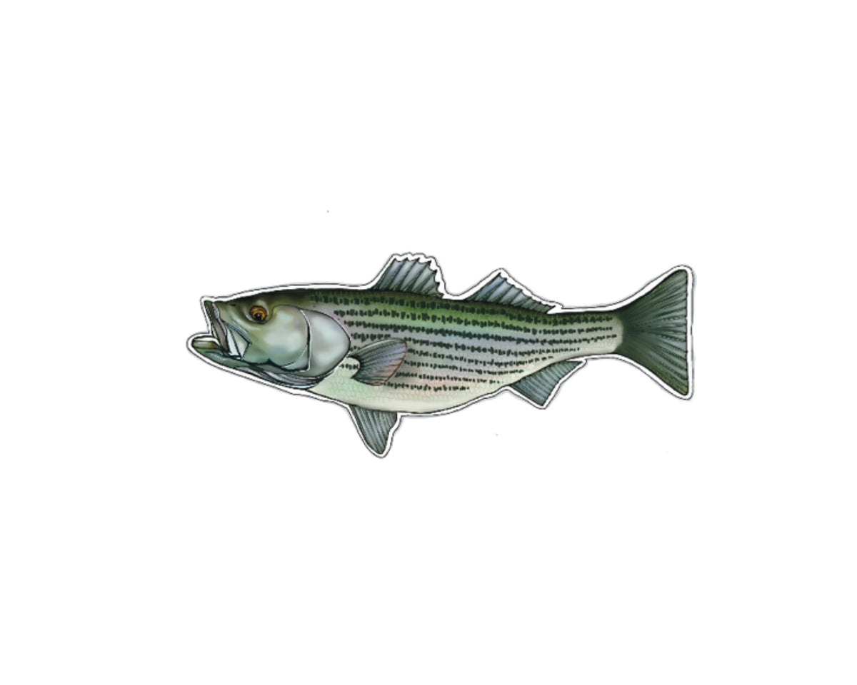 #4.5 Striped Bass Fish Sticker – TroutMountainWorks