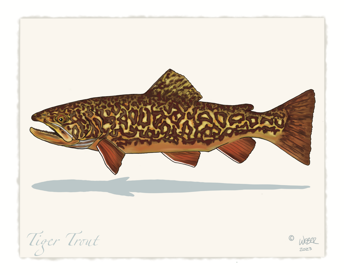 Tiger Trout Print – TroutMountainWorks