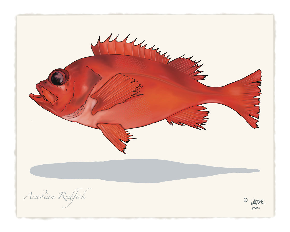 Acadian Redfish Print – TroutMountainWorks
