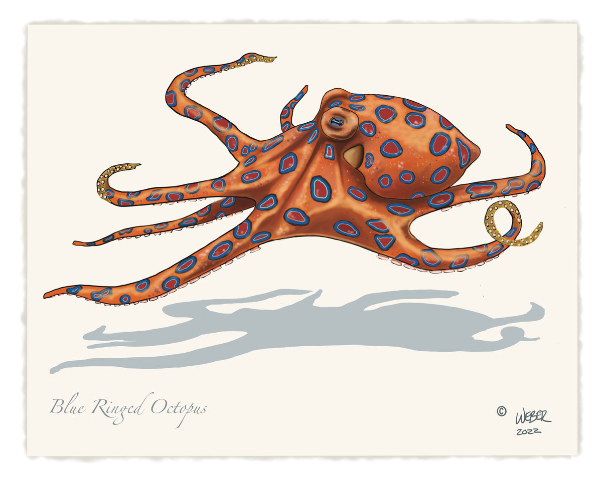 Blue Ringed Octopus Print – TroutMountainWorks