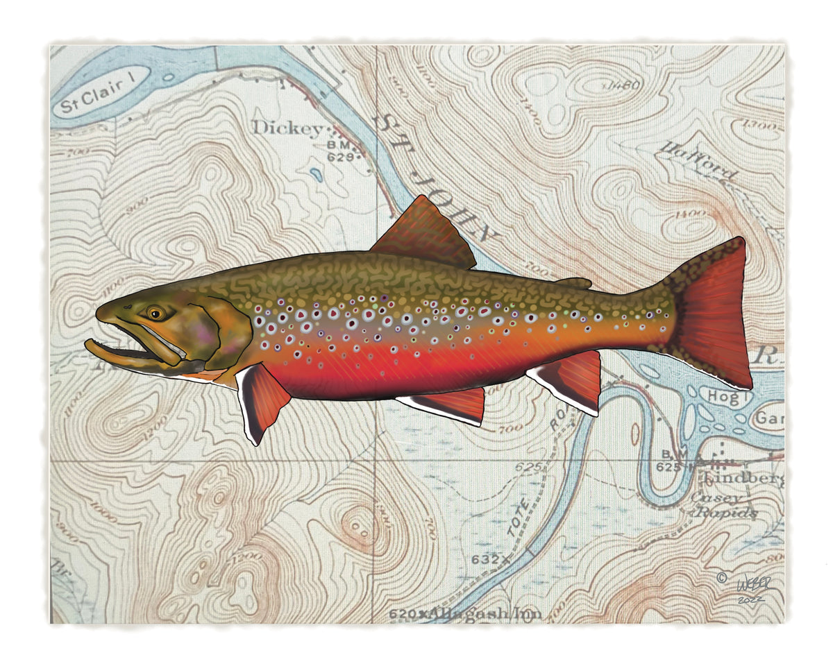 Brook Trout on Topo Map Print – TroutMountainWorks