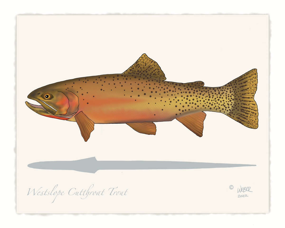 Westslope Cutthroat Trout Print – TroutMountainWorks